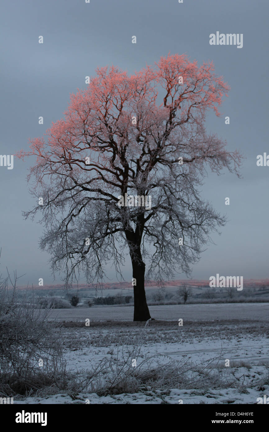 Tree in winter, winter landscape Stock Photo - Alamy