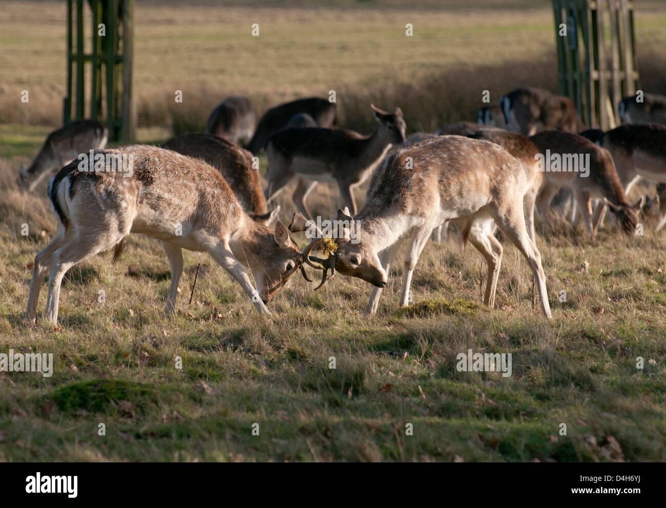 Two young deer fighting in the woods Stock Photo - Alamy