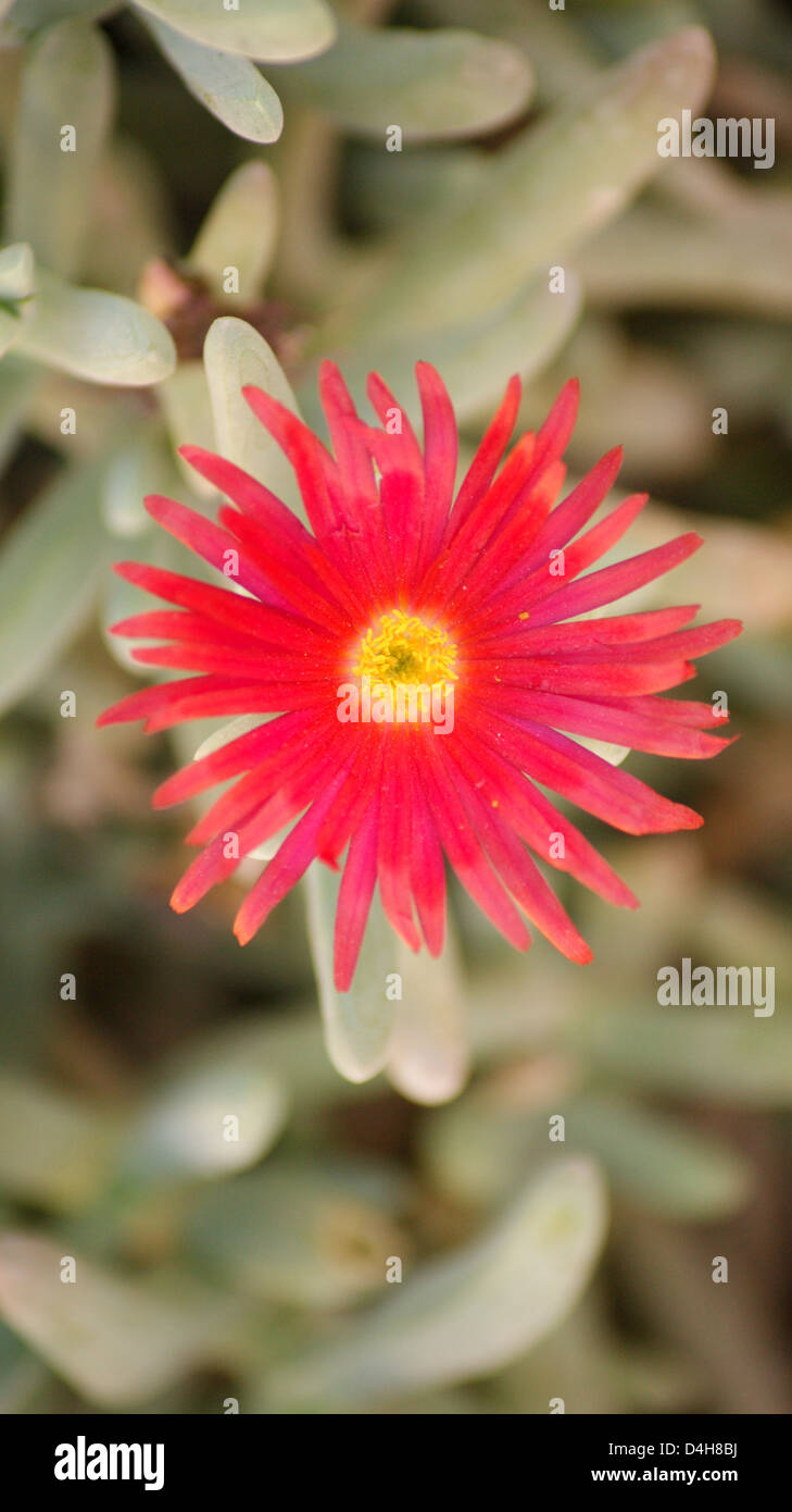 Flower in Afghan Stock Photo - Alamy