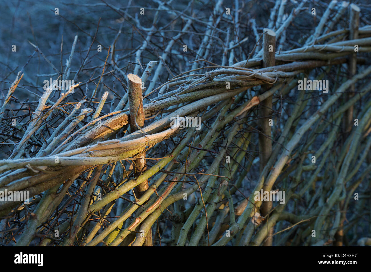 Hazel hedge hi-res stock photography and images - Alamy