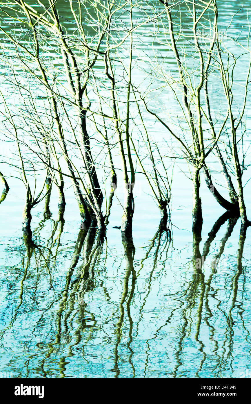 saplings in water, cropped image Stock Photo - Alamy