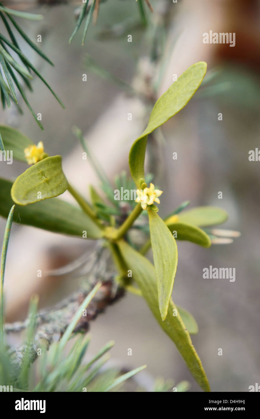 European (Common) Mistletoe, Viscum album, flower (CTK Photo/Libor ...