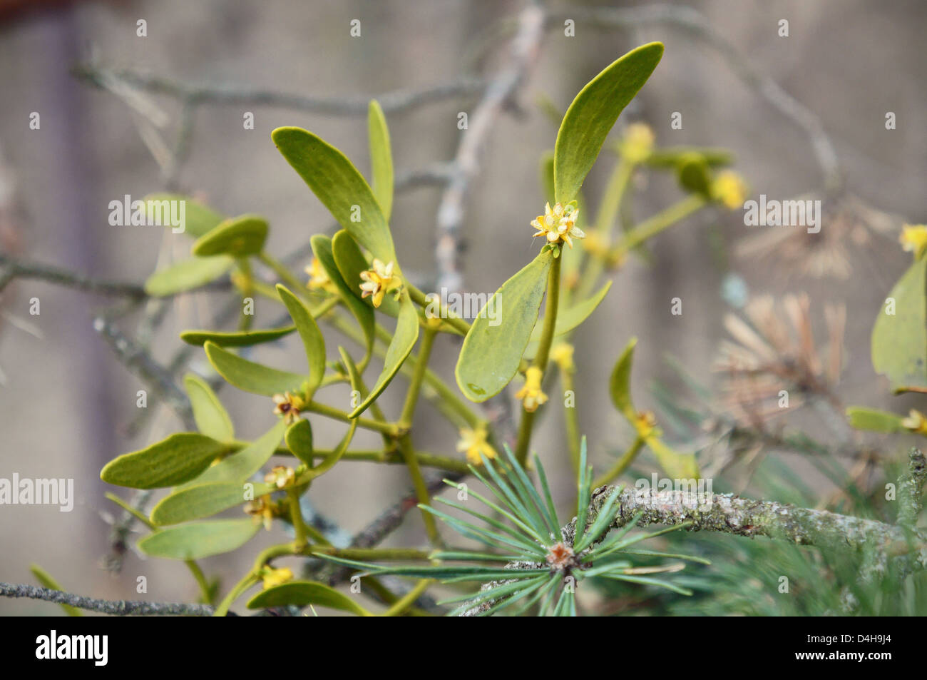 European (Common) Mistletoe, Viscum album, flower (CTK Photo/Libor ...