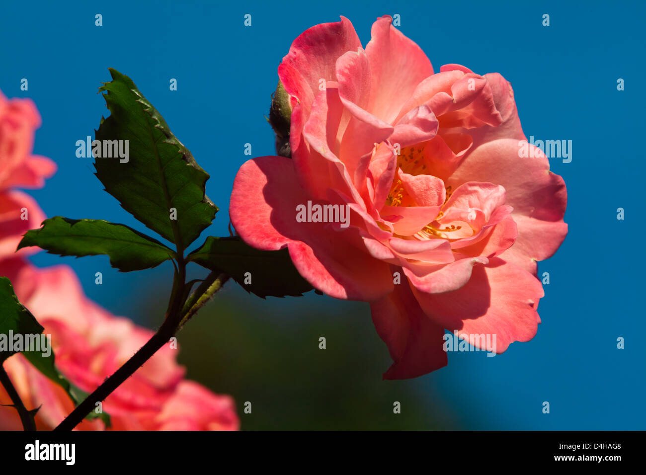 Botany roses hi-res stock photography and images - Alamy