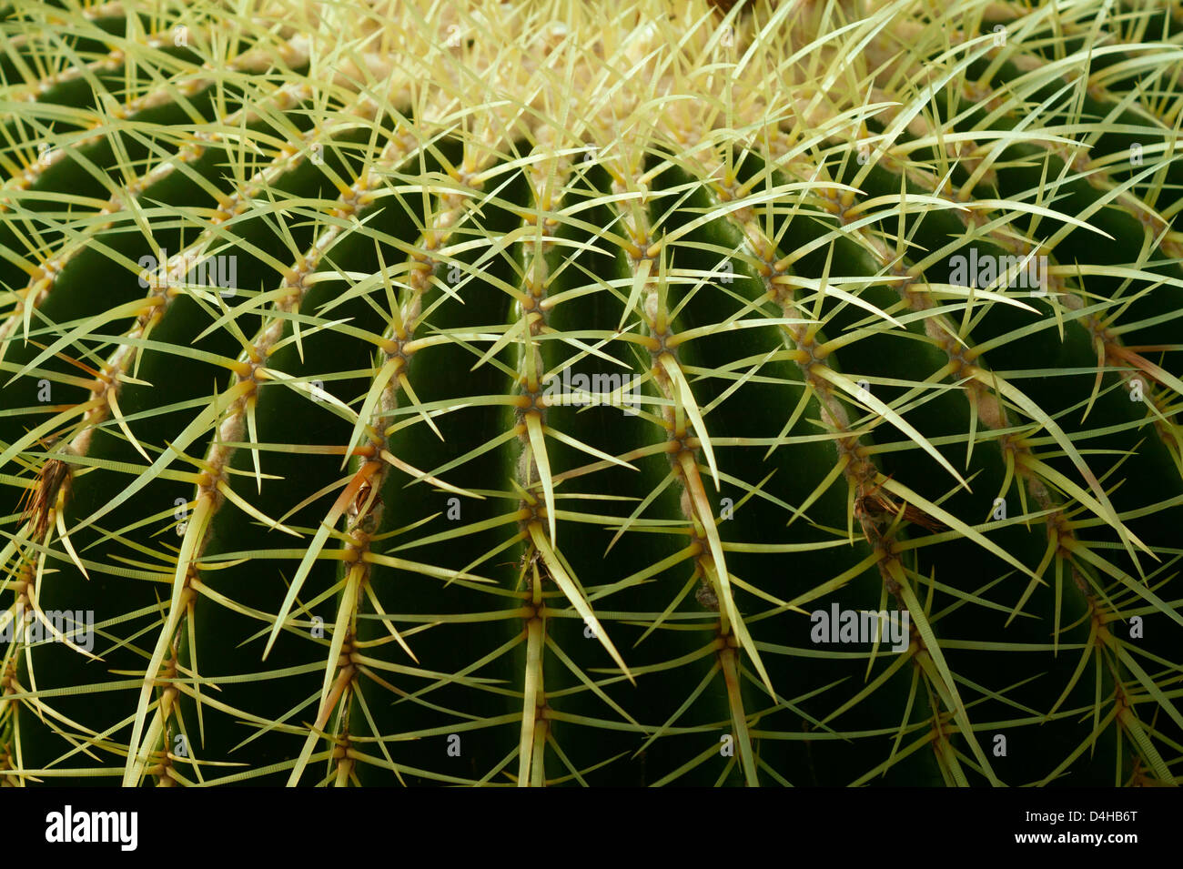 Plants cactaceae hi-res stock photography and images - Alamy