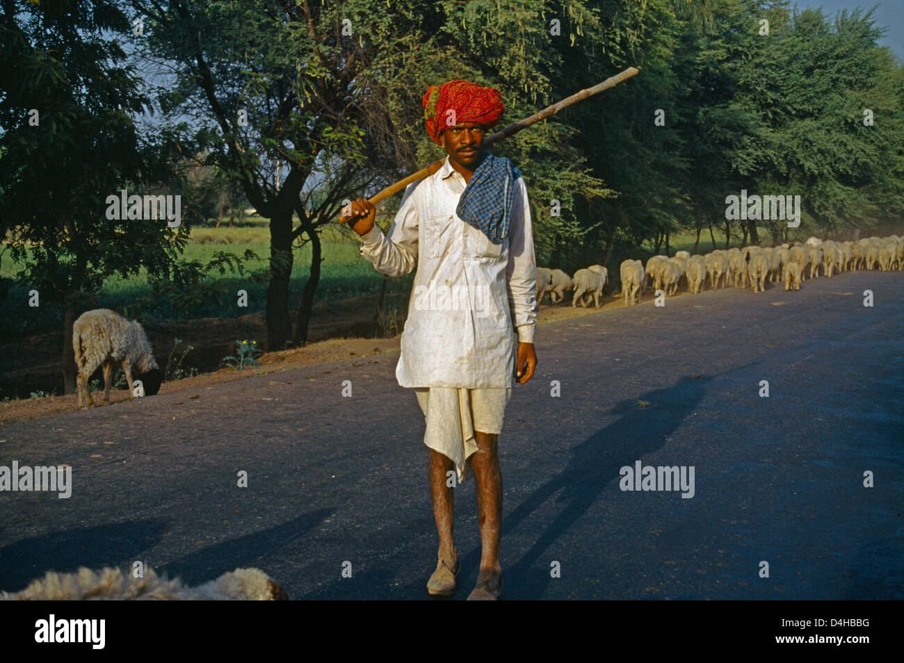 Rajasthan India Shepherd With Sheep Wearing Turban Stock Photo - Alamy