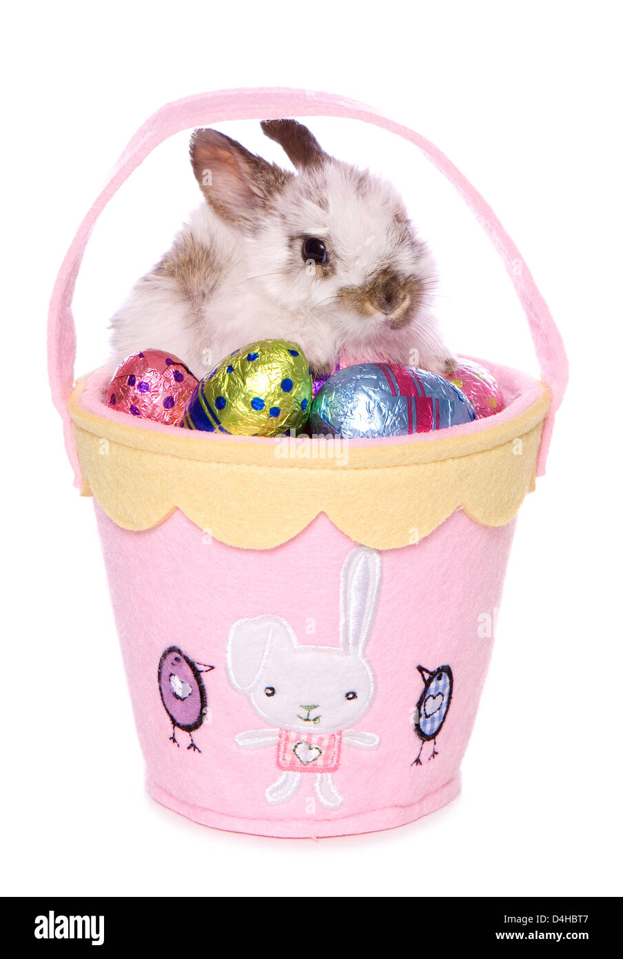 easter bunny rabbit in a basket studio cutout Stock Photo - Alamy