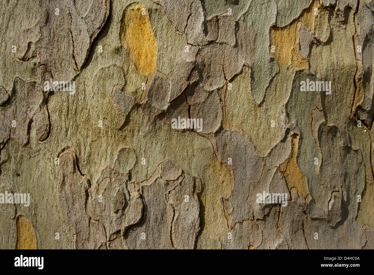Tree bark texture up close Stock Photo - Alamy