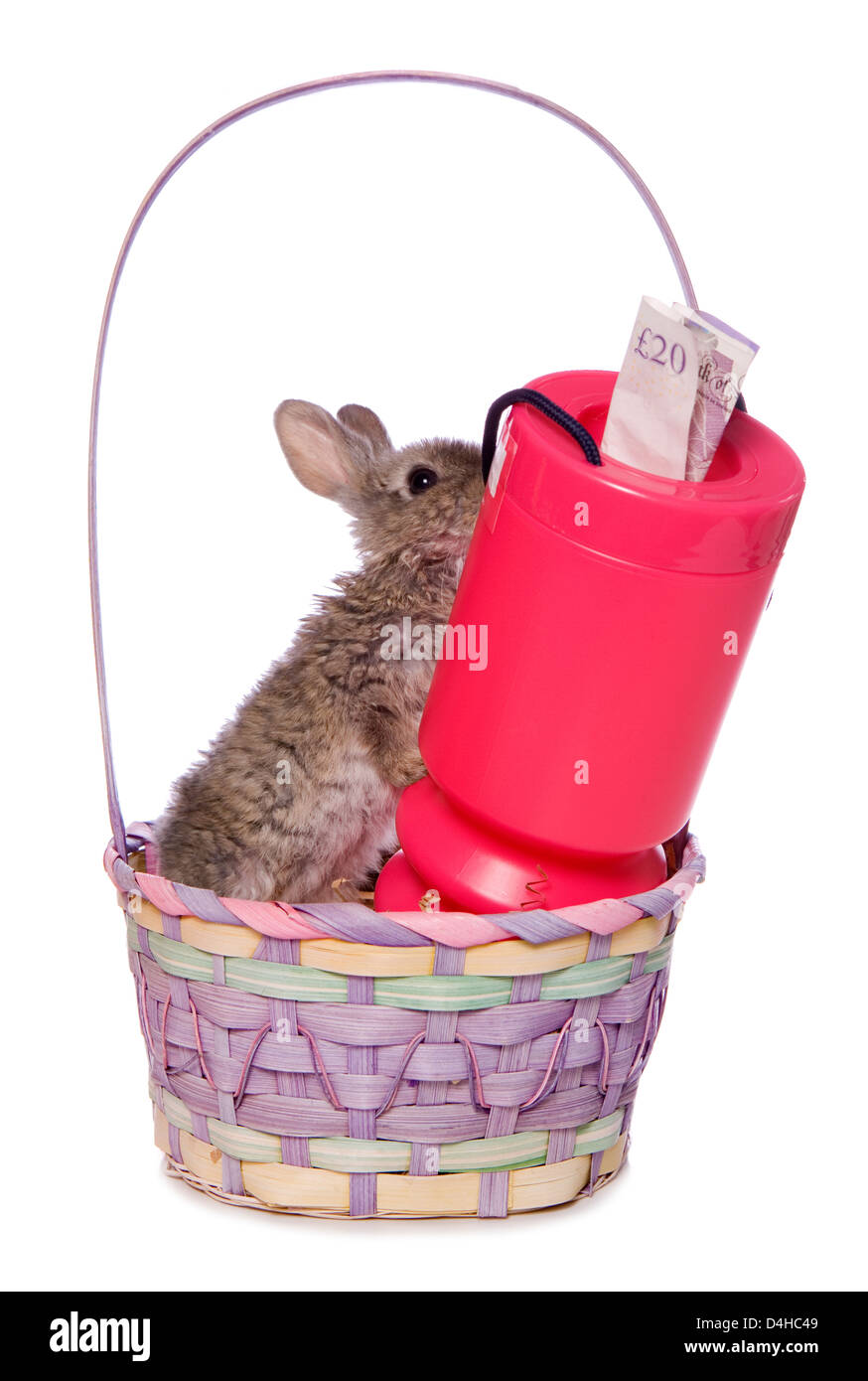 Donation of a pet hi-res stock photography and images - Alamy