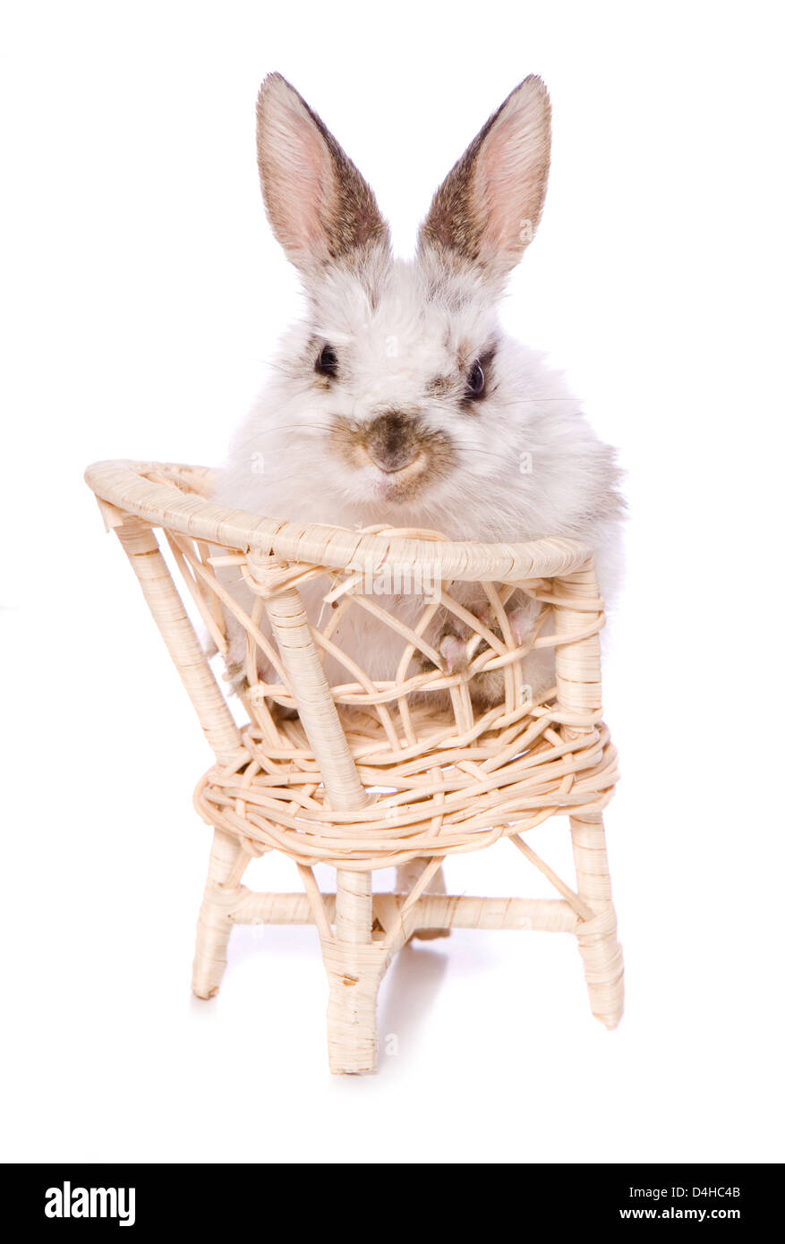 Rabbit chair hi-res stock photography and images - Alamy