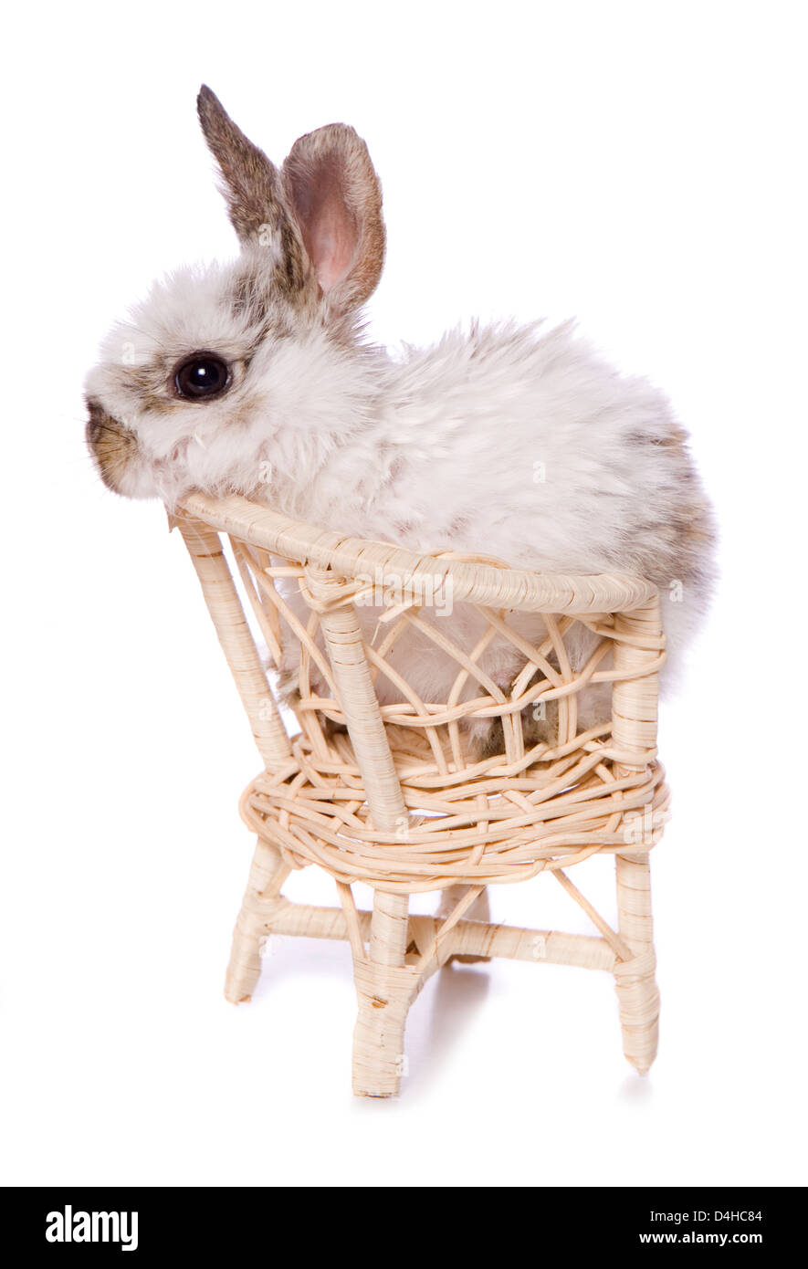 Rabbit chair hi-res stock photography and images - Alamy