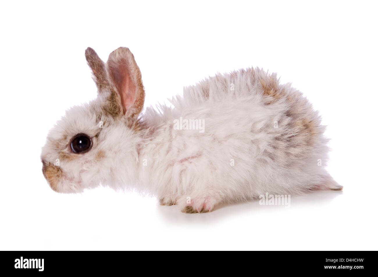 single 4 week old baby rabbit studio cutout Stock Photo - Alamy