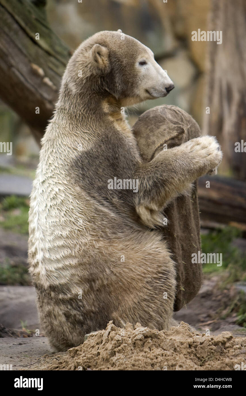 Human interest hum animals polar bear zoo germany hi-res stock ...