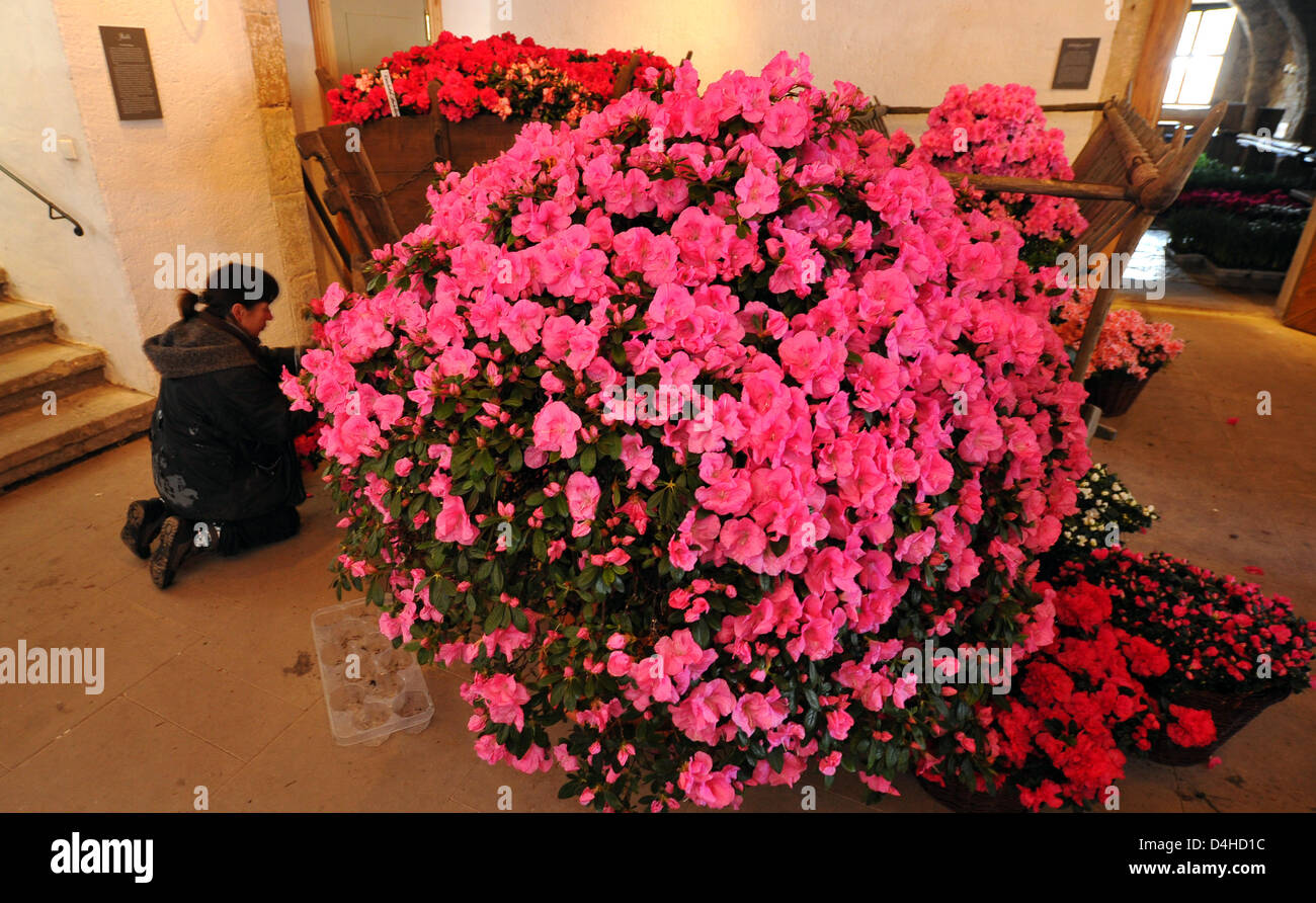 An employee sits next to a giant azalea while preparing the anniversary ...