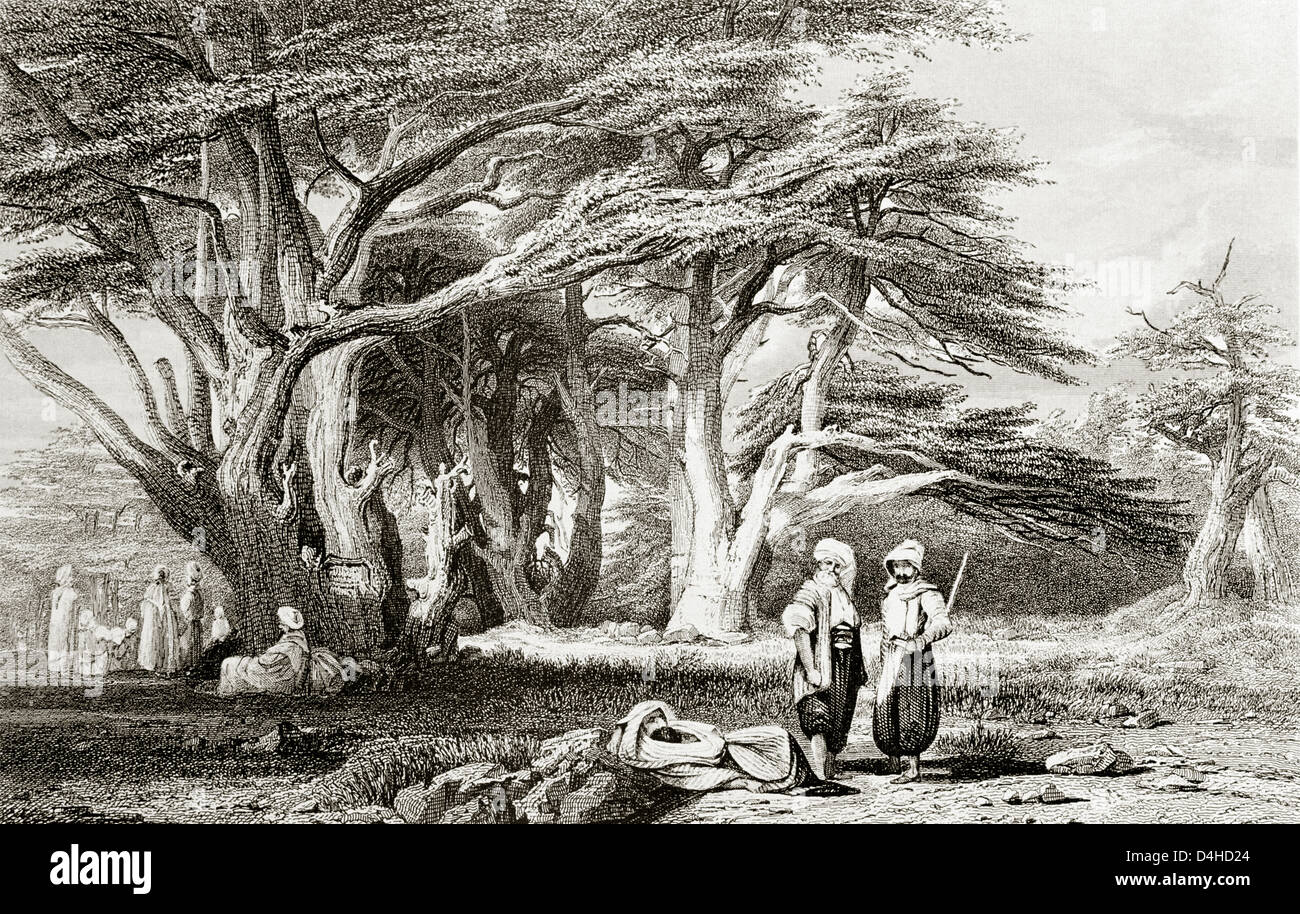 Cedars Of Solomon Wood Cut - 1836 Stock Photo - Alamy