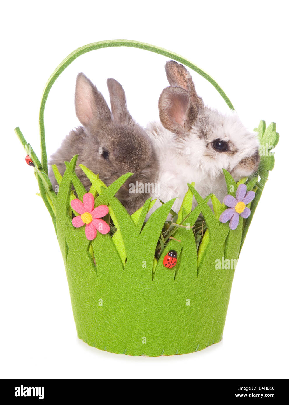 spring baby rabbits in a basket studio cutout Stock Photo - Alamy