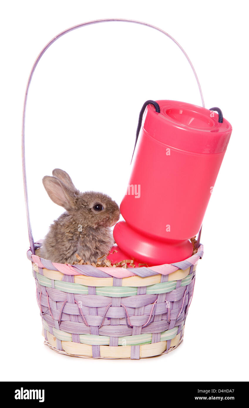 Donation of a pet hi-res stock photography and images - Alamy