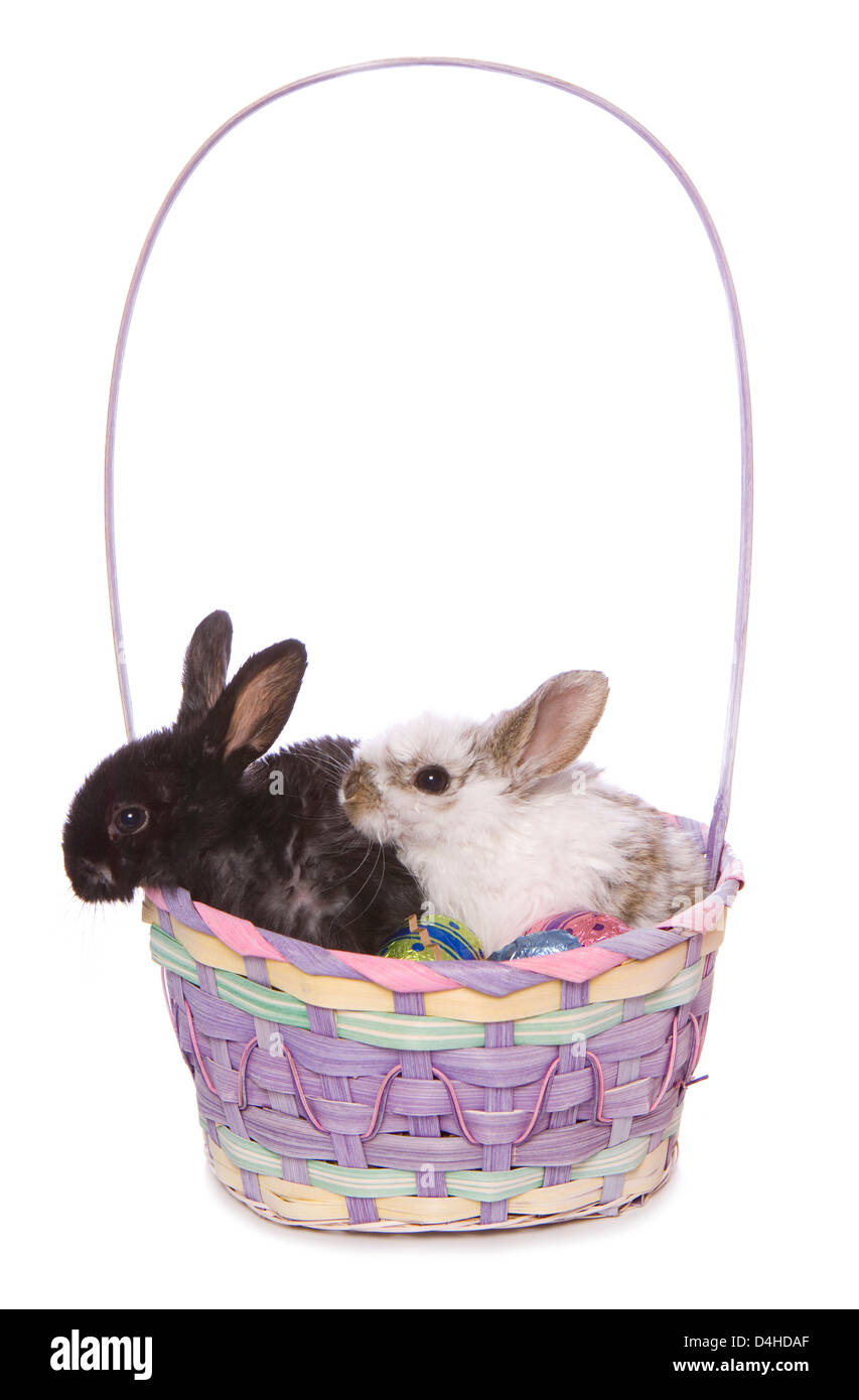 Bunny in the basket hi-res stock photography and images - Alamy