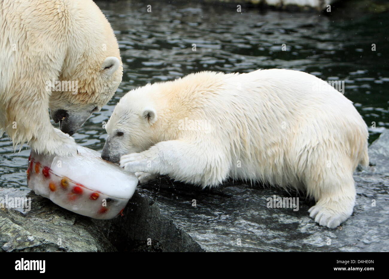 Polar Bears Eating Fruit
