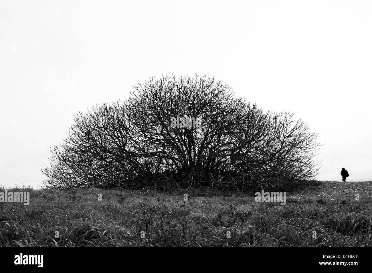 Tarquinia, Italy. Big tree Stock Photo - Alamy