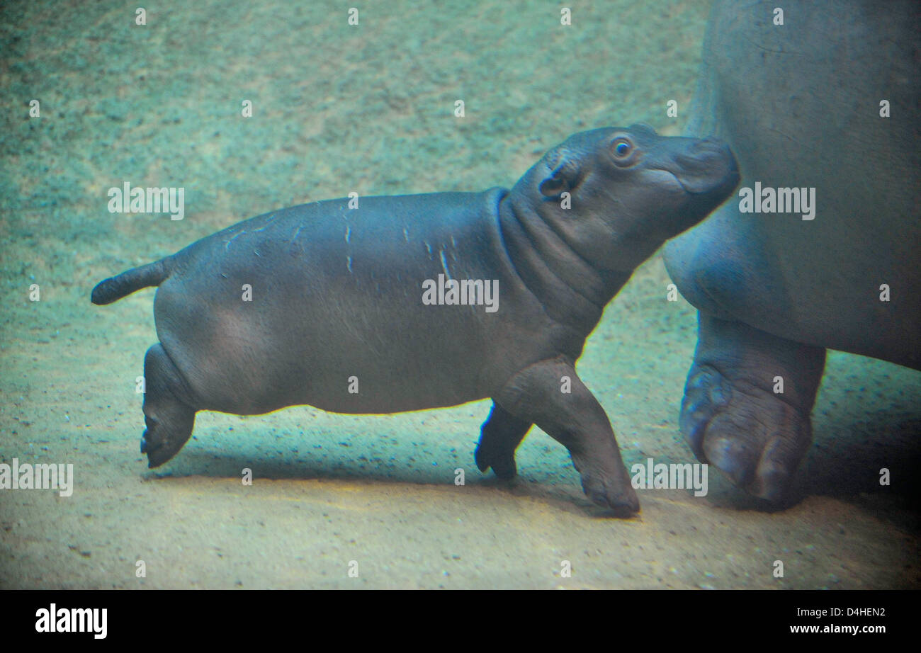 The yet nameless hippopotamus baby (L) swims with its mother Kathi (R ...