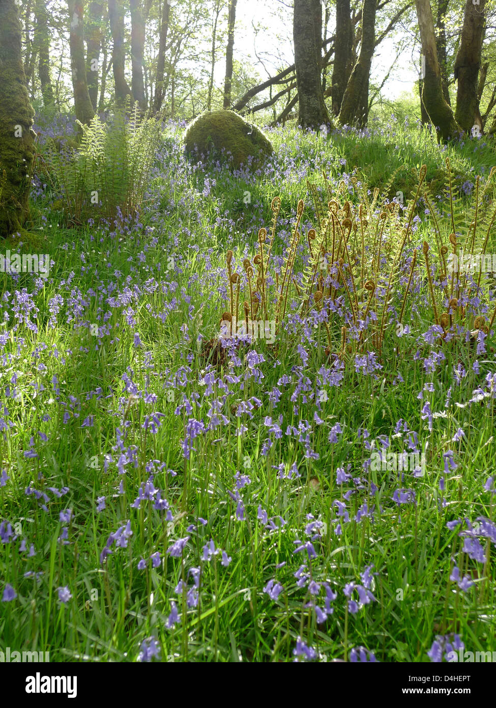 Scottish bluebell hi-res stock photography and images - Alamy