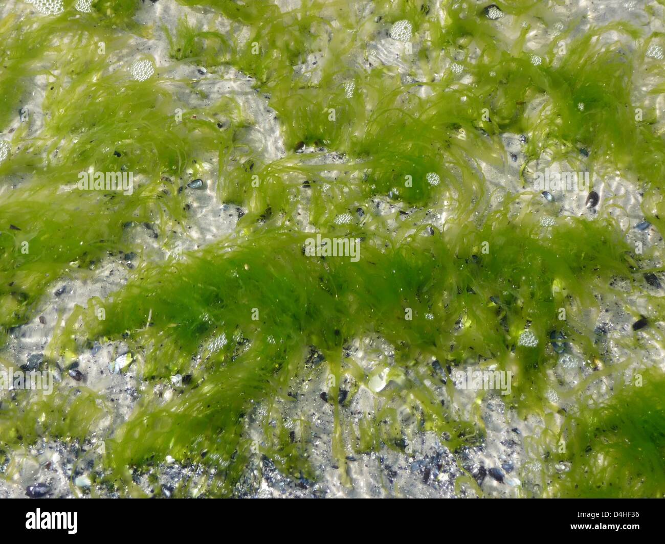 The picture shows green algae on the sandy beach of the island ...