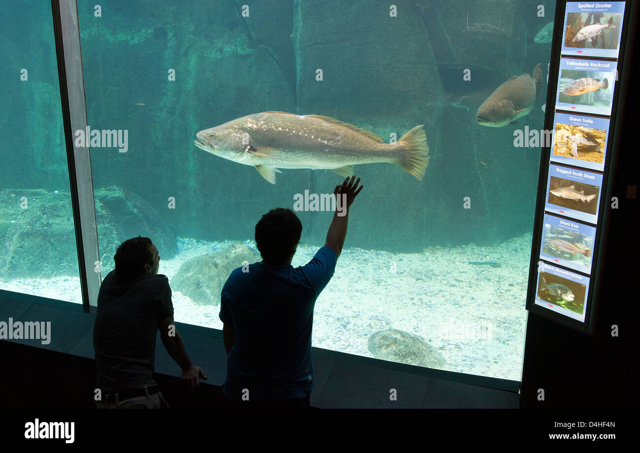 Kob fish hi-res stock photography and images - Alamy