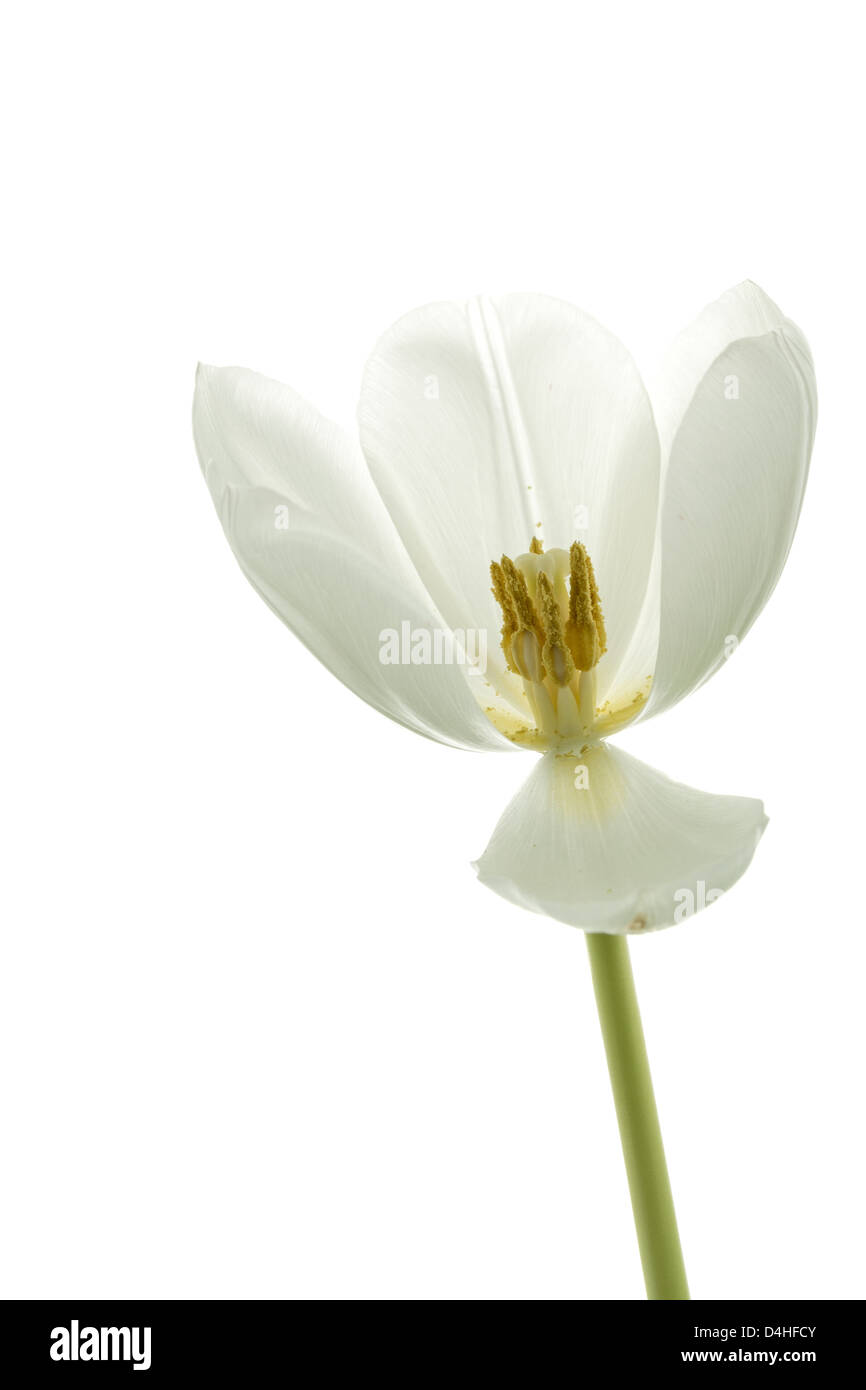 Plan details Cut Out Stock Images & Pictures - Alamy