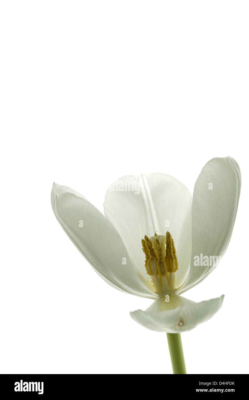 Plan details Cut Out Stock Images & Pictures - Alamy