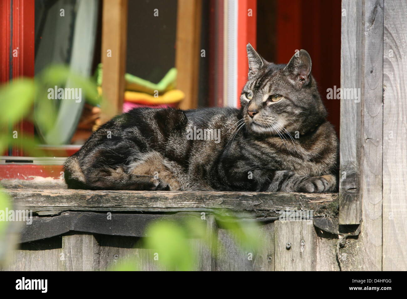 (file)- The picture shows a tomcat lying in the sun in Auetal, Germany ...