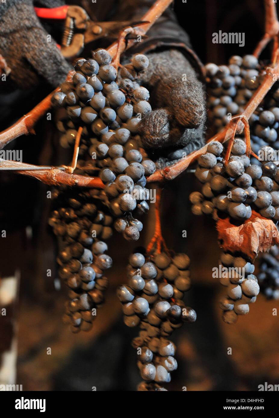 Harvest helpers wearing gloves cut frozen grapes at the ?Tuniberg ...