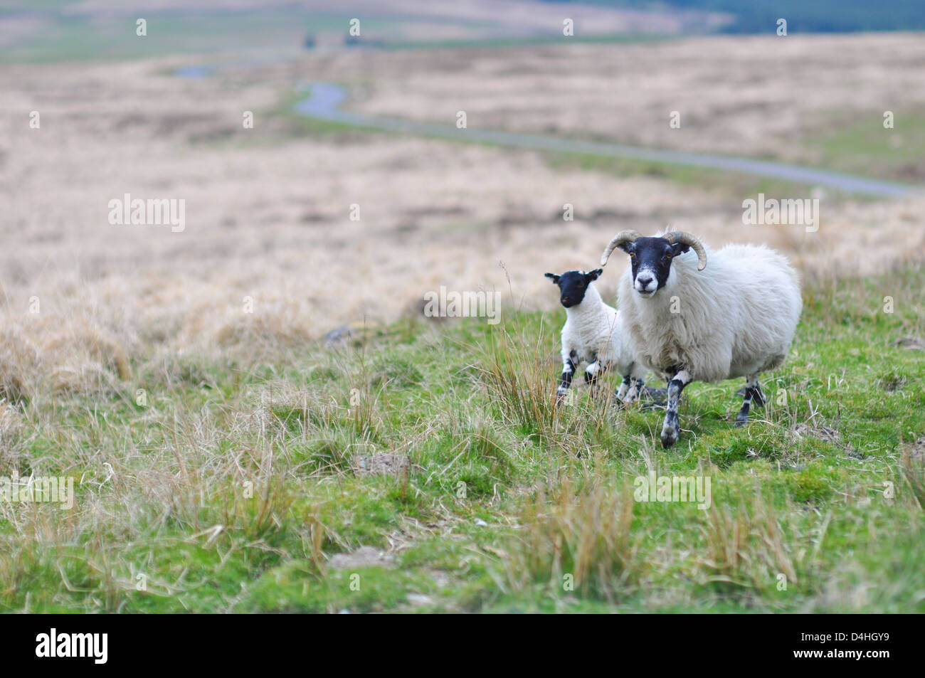 Animals of scotland hi-res stock photography and images - Alamy