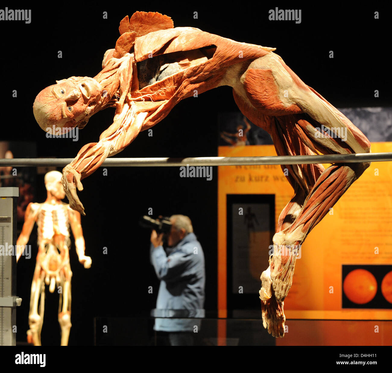 The picture shows the plastination ?High jumper? in the Body Worlds ...