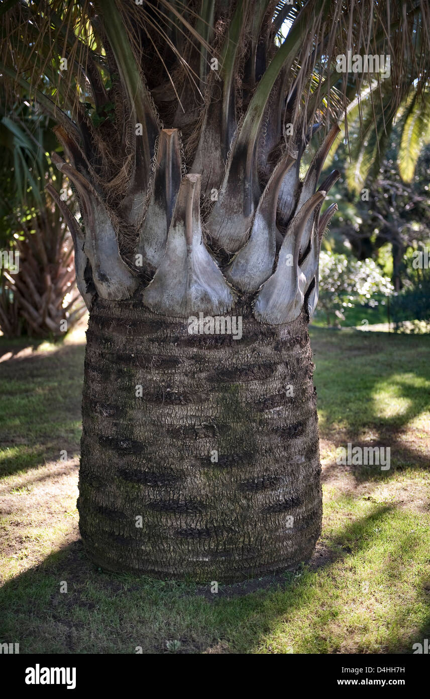 Jubea chilensis hi-res stock photography and images - Alamy