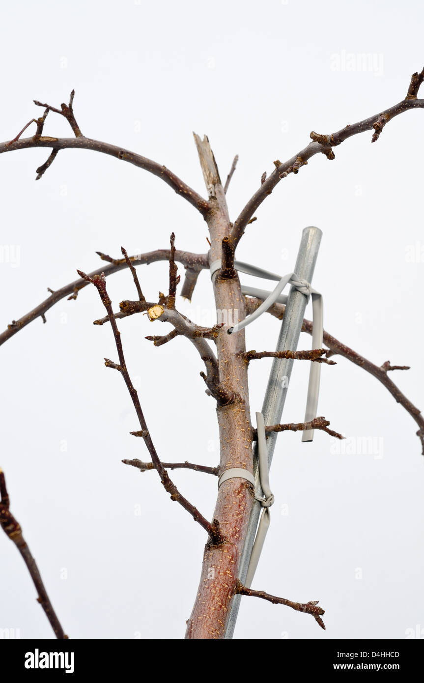 Close up of Tall Spindle Apple Tree fresh pruning cut with growth ...