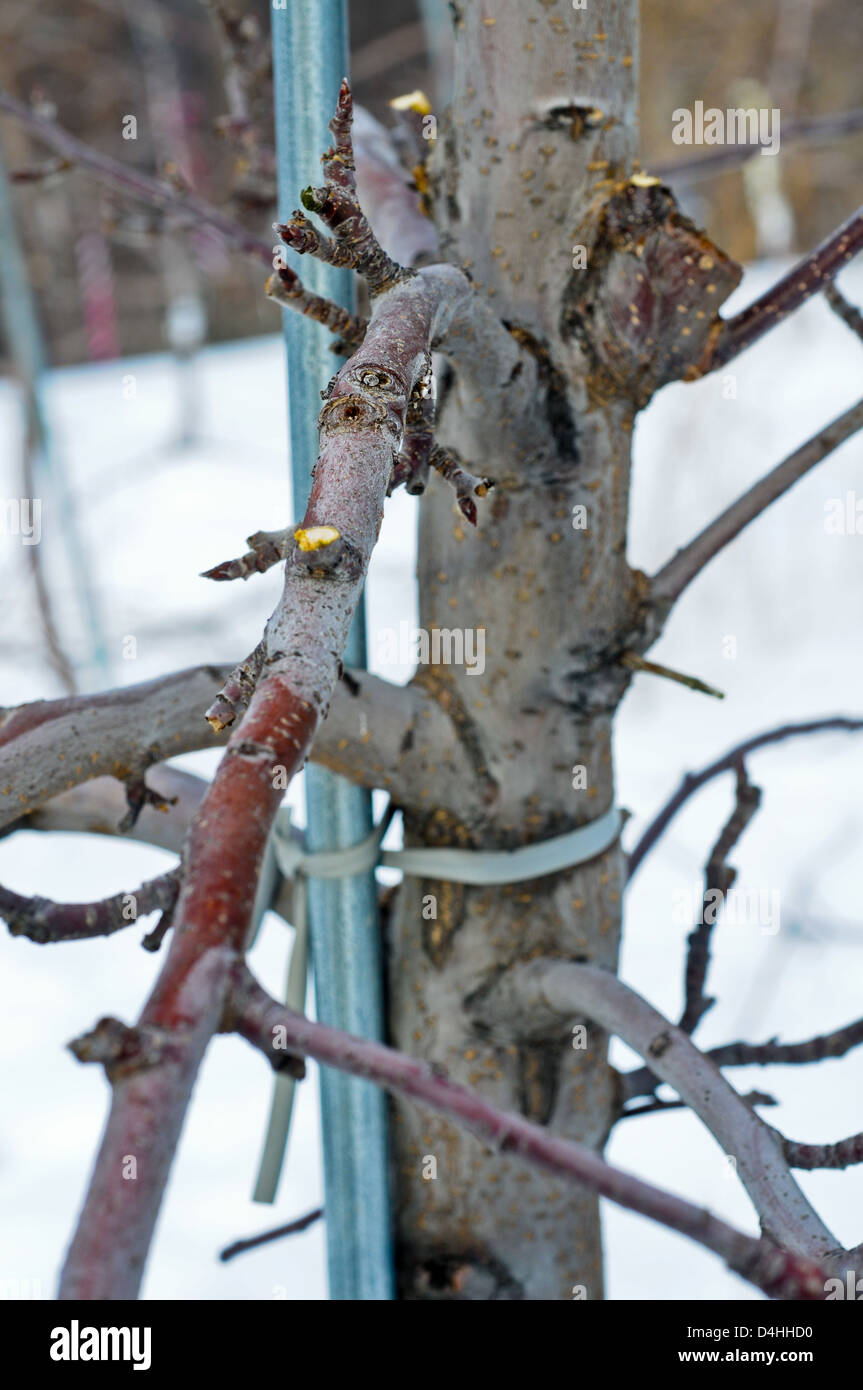 Close up of Tall Spindle Apple Tree fresh pruning cut with growth ...