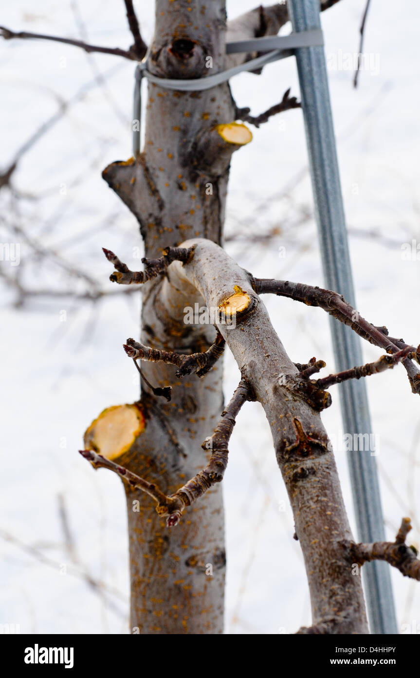 Close up of Tall Spindle Apple Tree fresh pruning cut Stock Photo - Alamy