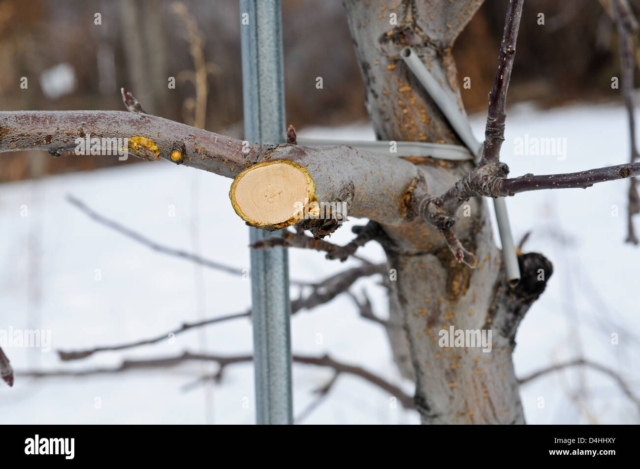 Close up of Tall Spindle Apple Tree fresh pruning cut Stock Photo - Alamy