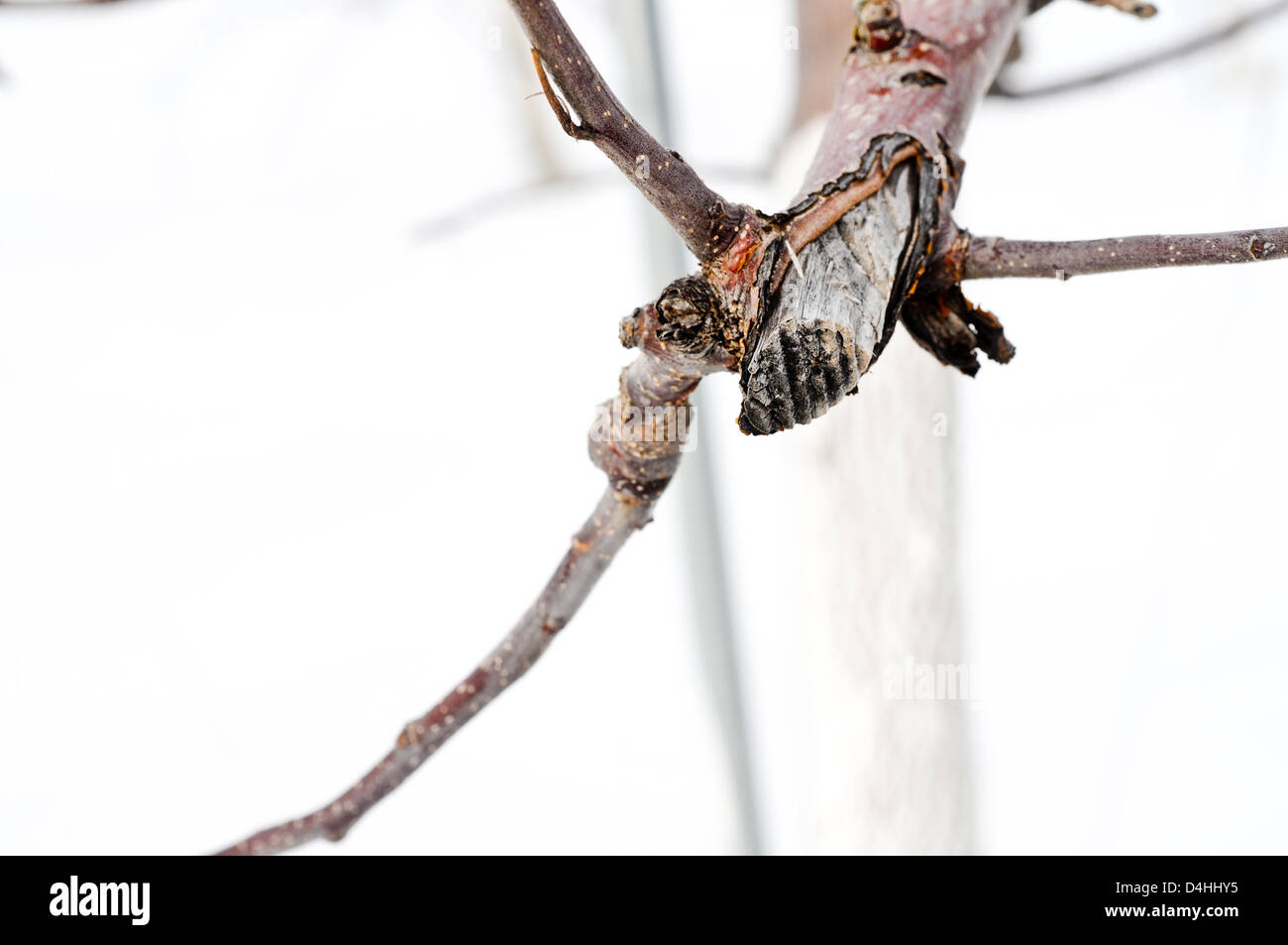 Close up of Tall Spindle Apple Tree aged pruning cut Stock Photo - Alamy