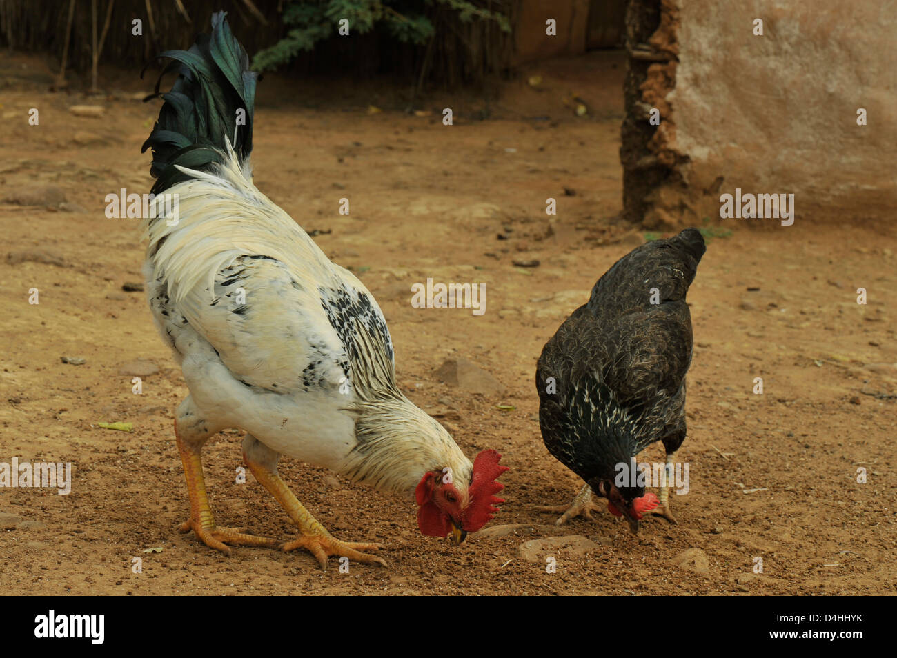 Animals, birds, free range chickens eating food, rural Zulu homestead ...