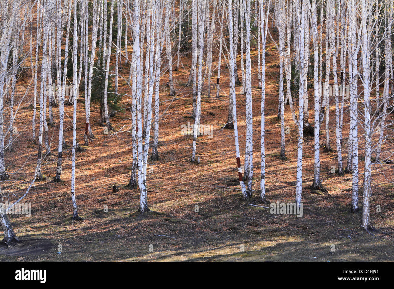White birch forest Stock Photo - Alamy
