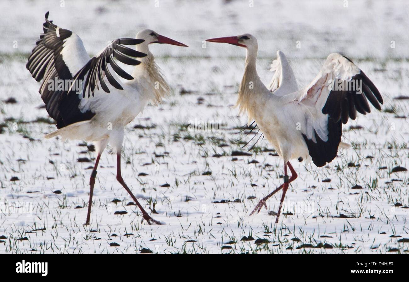 Two white storks fight with out-spread wings and dancing steps on a ...