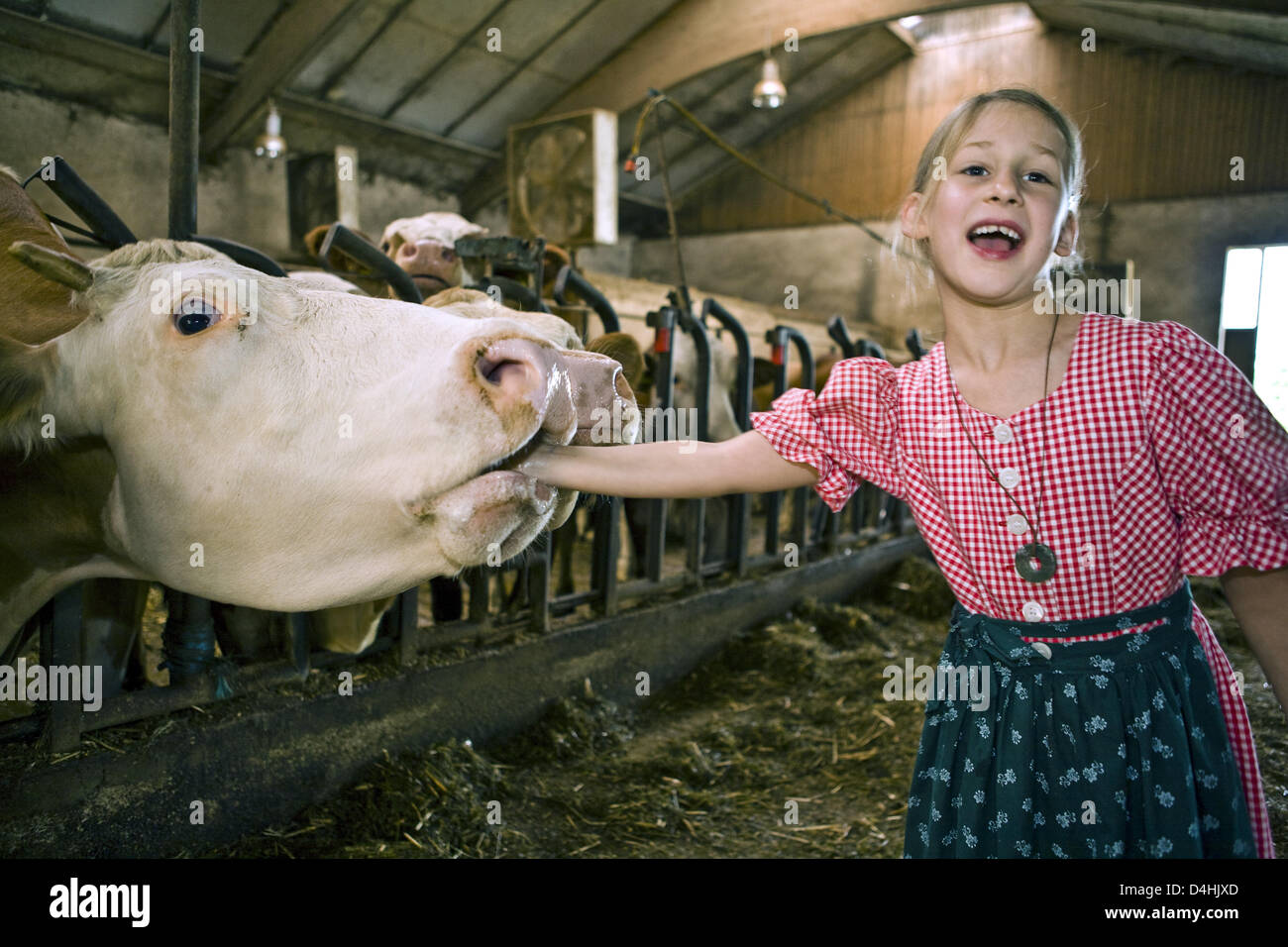 (dpa file)- Little Rebecca plays with her favourite cow Polly in the ...
