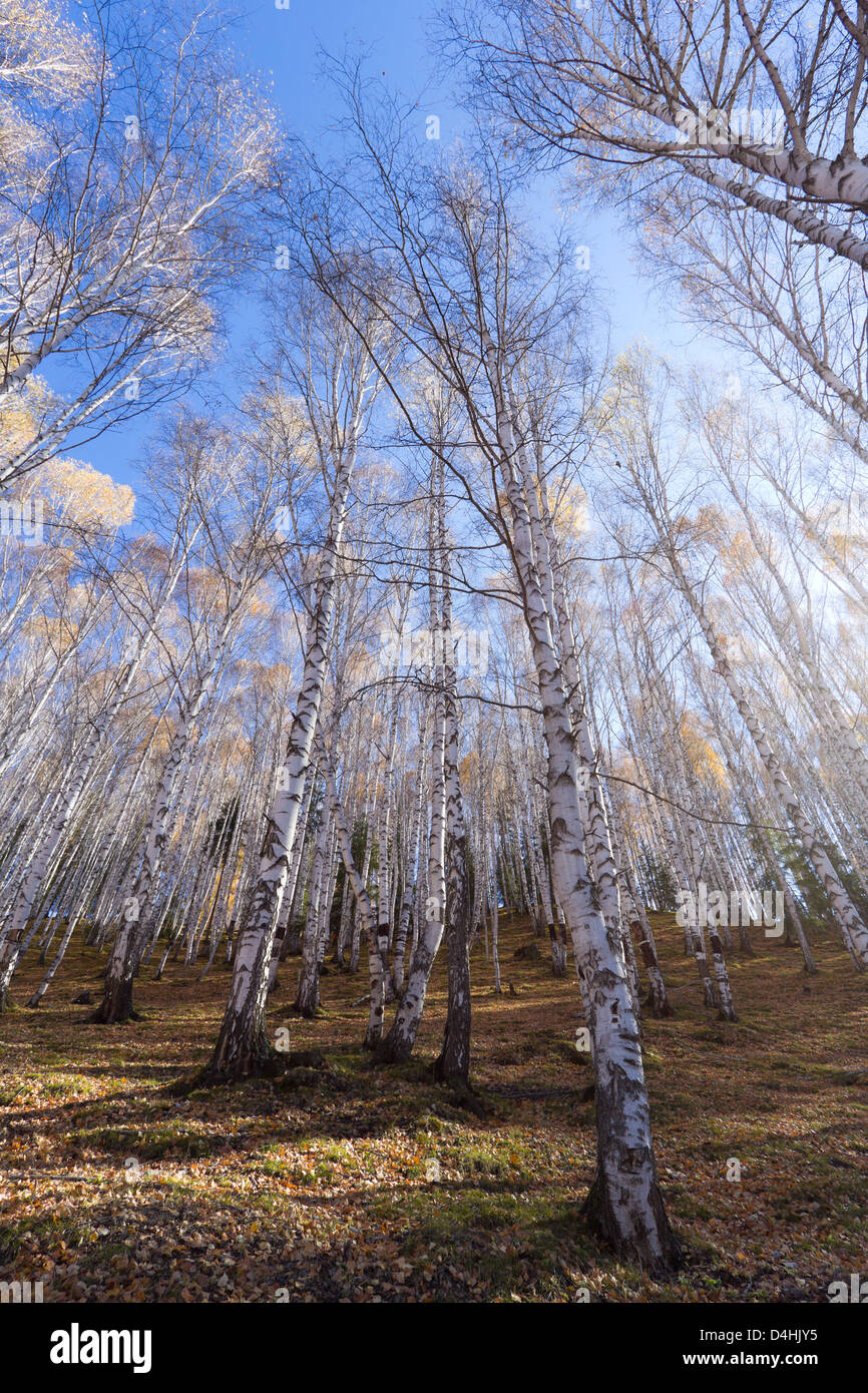 White birch forest Stock Photo - Alamy