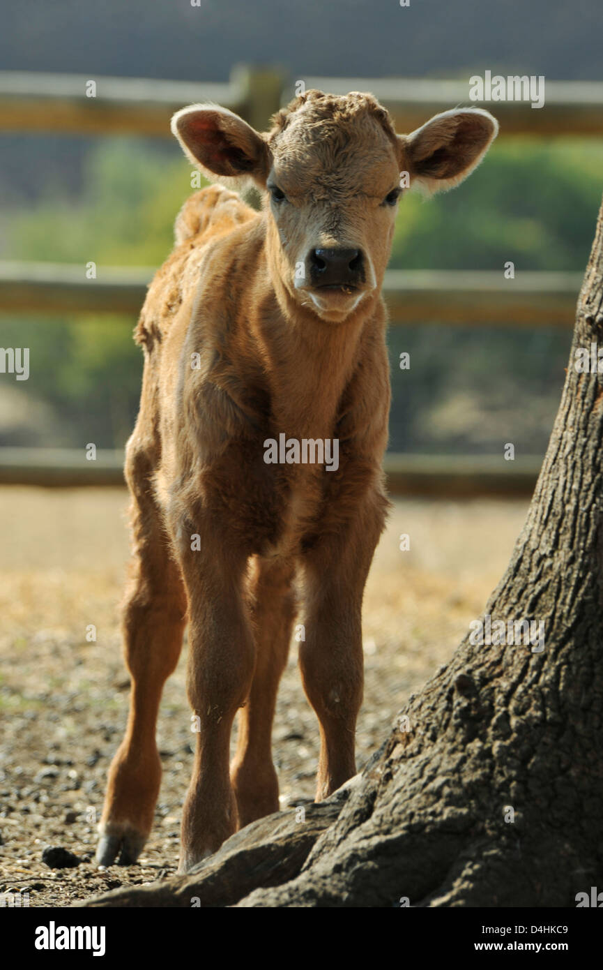 Kzn cattle farm hi-res stock photography and images - Alamy