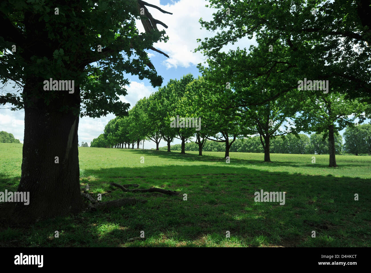 Windbreak trees farm hi-res stock photography and images - Alamy