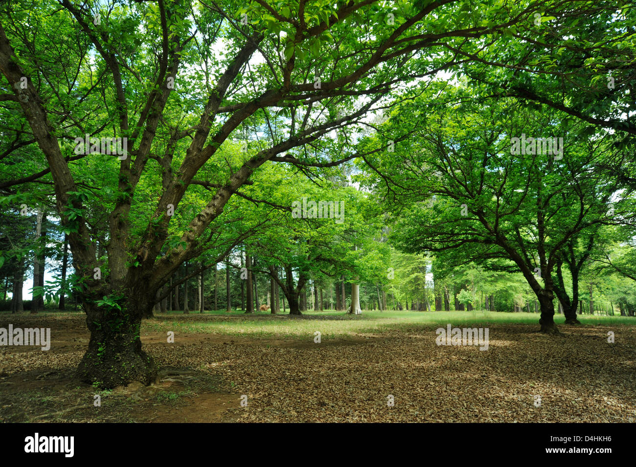 Kenmo lakes garden hi-res stock photography and images - Alamy