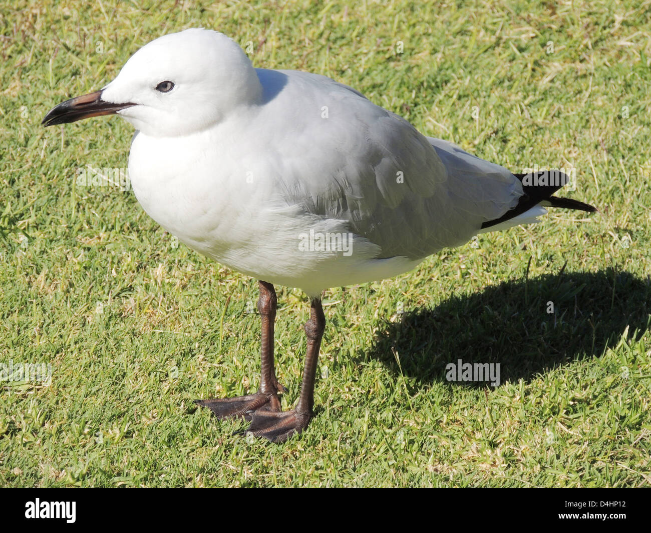 Silver gull hi-res stock photography and images - Alamy