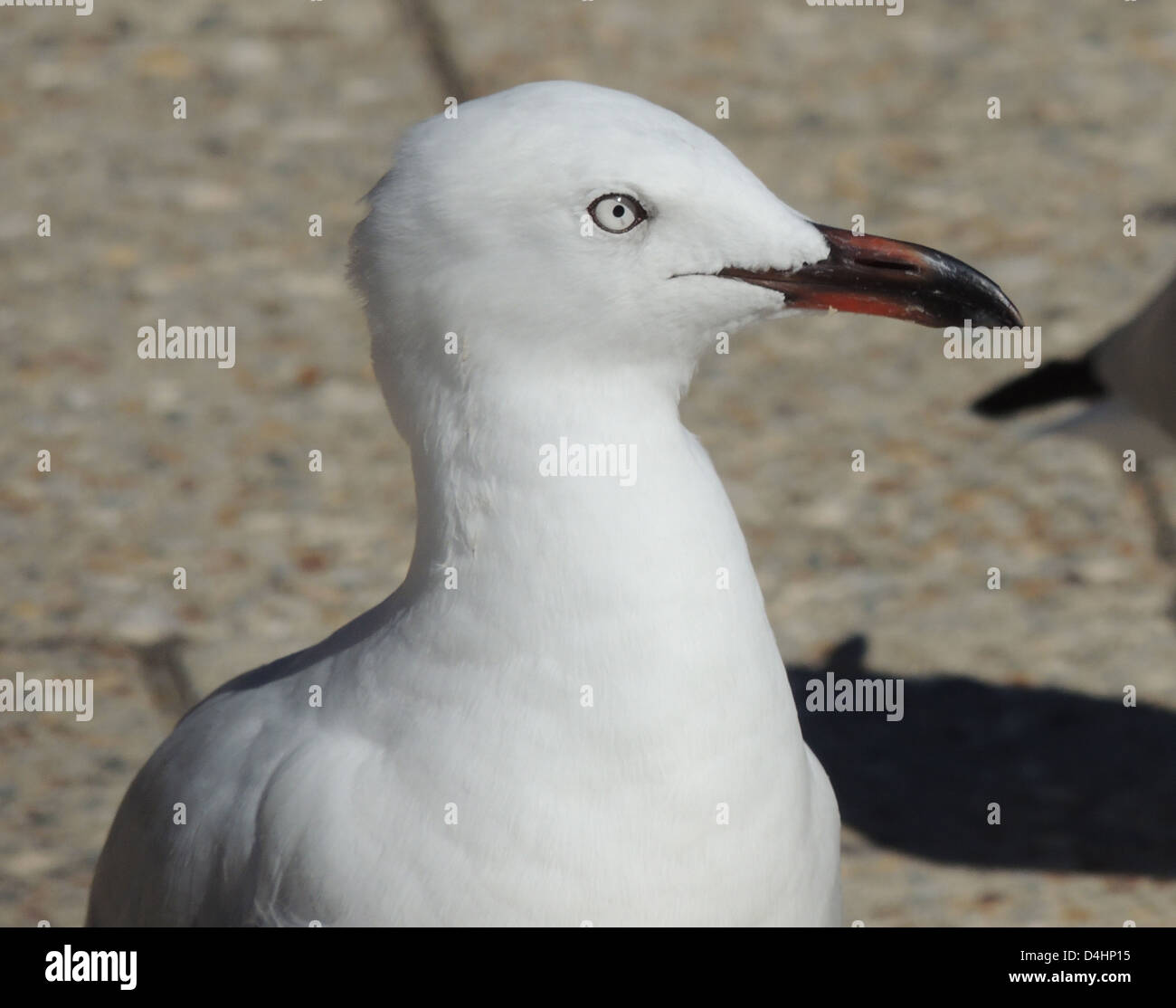 SILVER GULL (Chroicocephalus novaehollandiae) The most common seagull ...